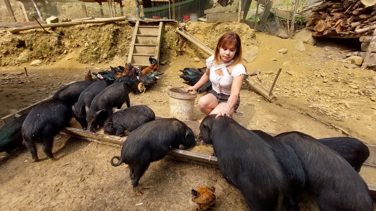 Full -video 120 days building a life alone in a pig farm, a life alone ...