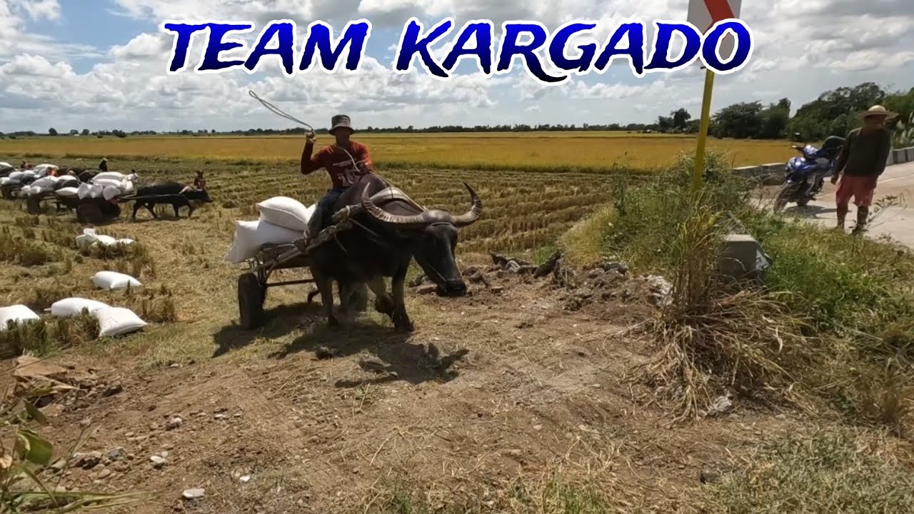 Ep,1050. team kargado tabon san isidro - YouTube