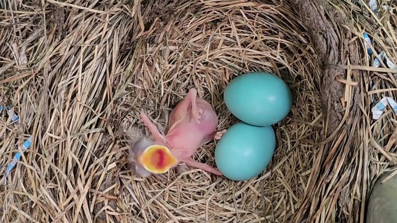 American Robin Nest: Journey from Egg to Empty Nest - YouTube