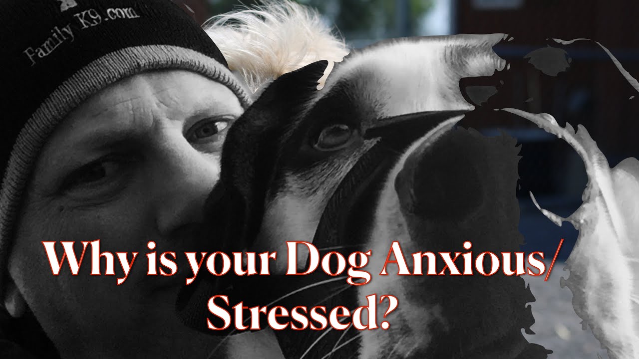 Dogs with Anxiety - Montreal Dog Trainer Family K9 Dog Training - YouTube