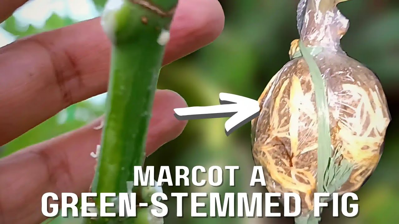 SECRET TO SUCCESS! How to Marcot Green-stemmed Fig Tree - YouTube