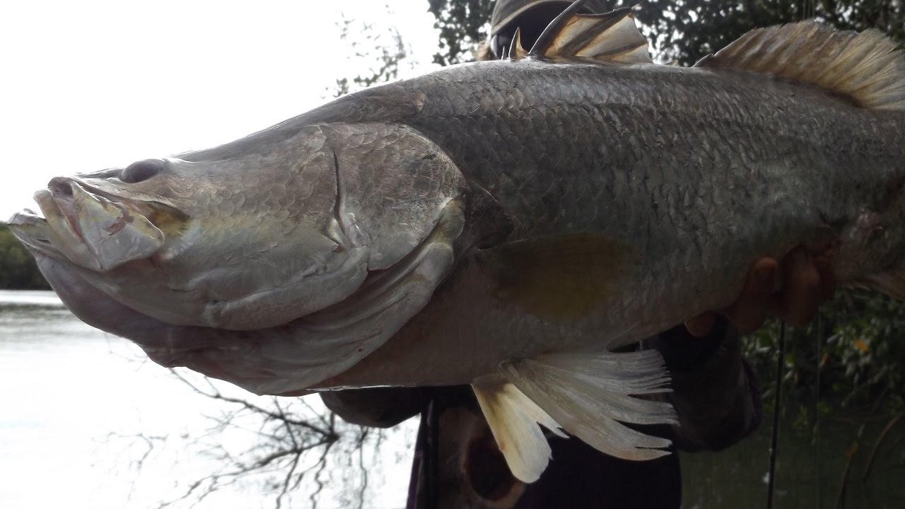fishing the cato gove - YouTube