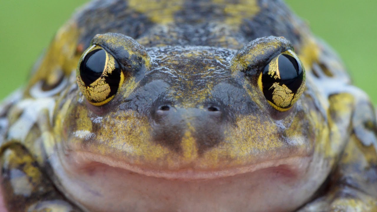 Sounds of the Eastern Spadefoot Toad in the New Jersey Pinelands - YouTube