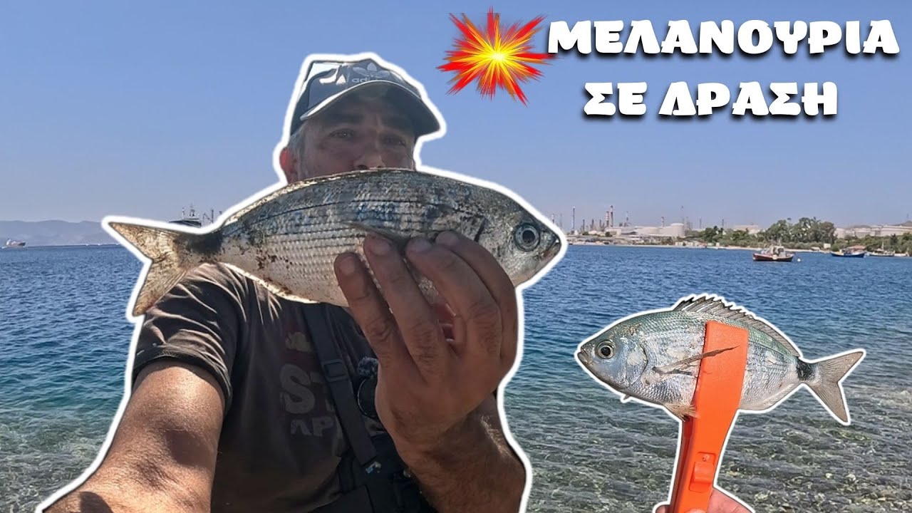 Μελανουρια σε δραση💥💥🐟🐟 - YouTube