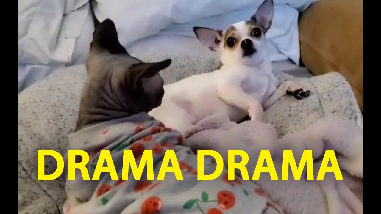 TALKING CAT VIDEO - KINGSLEY AND BAM DRAMA - YouTube