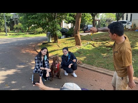 CEWEK CANTIK INI SANGAT NGEFANS SAMA PABLITO JUNIOR