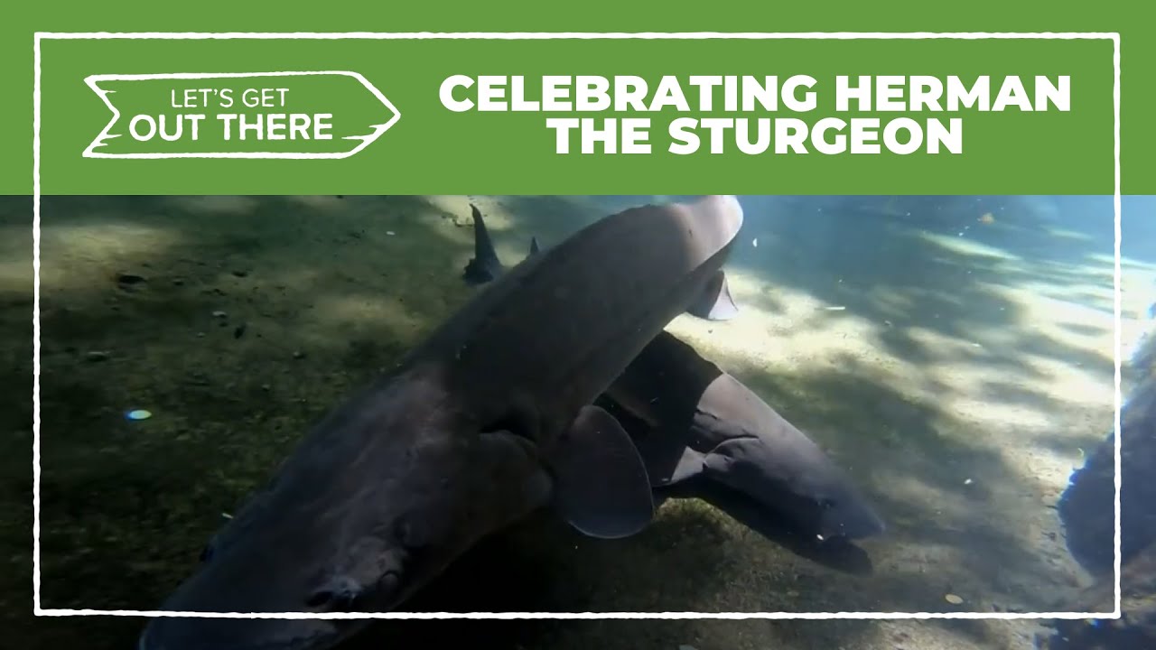 Celebrating Herman the Sturgeon in Oregon - YouTube