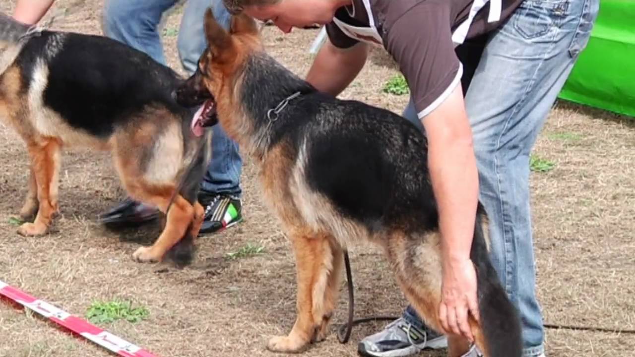 Duitse herders stelen de show (en harten) in Sappemeer - YouTube