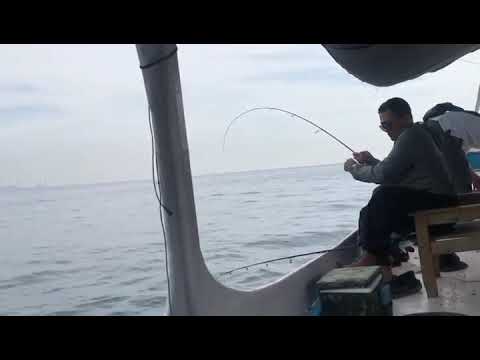 Probolinggo narik kuwe gerong.. luar biasa - YouTube