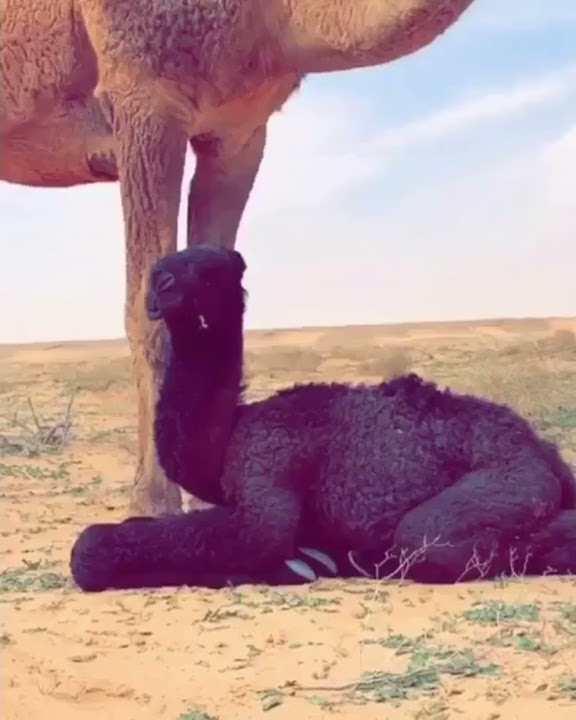 البل البل - YouTube