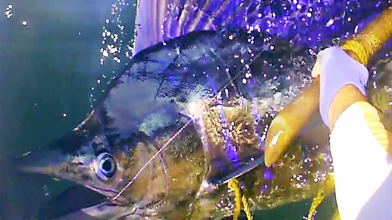 Monster Sailfish Caught - Philippines Fishing (Fellow Fisherman Caught ...