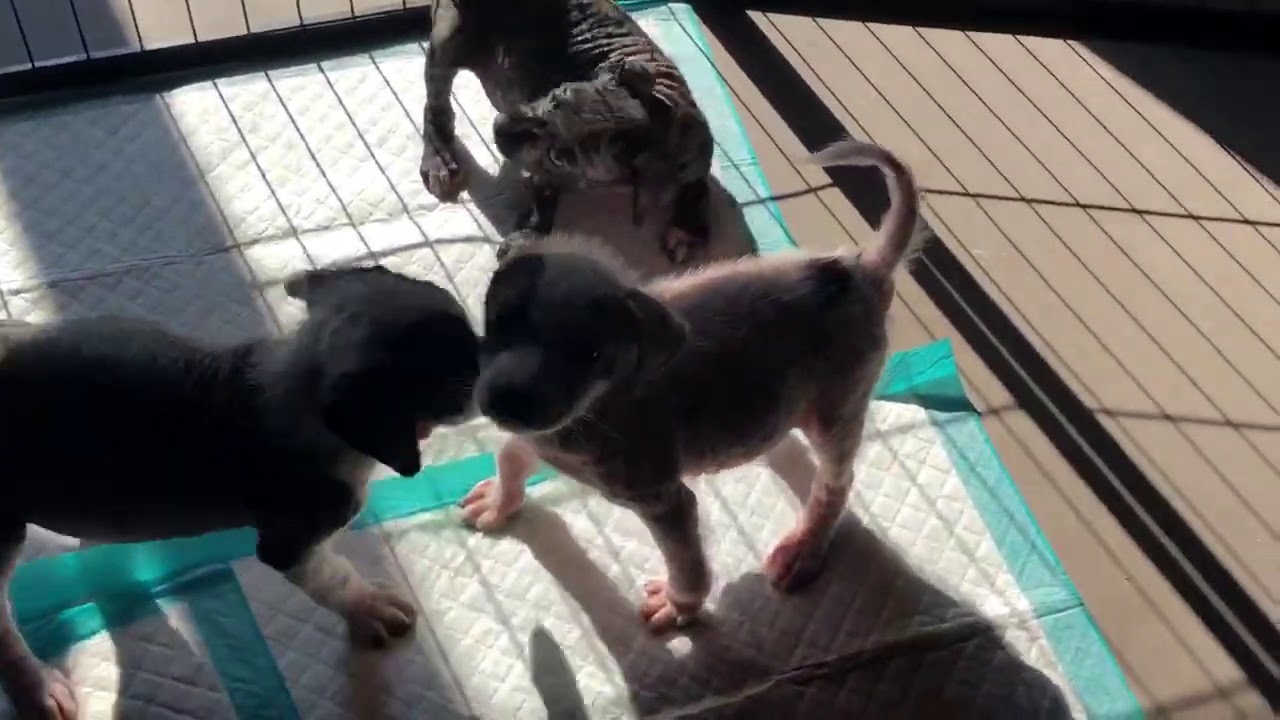 Video of adoptable pet named Ace - YouTube