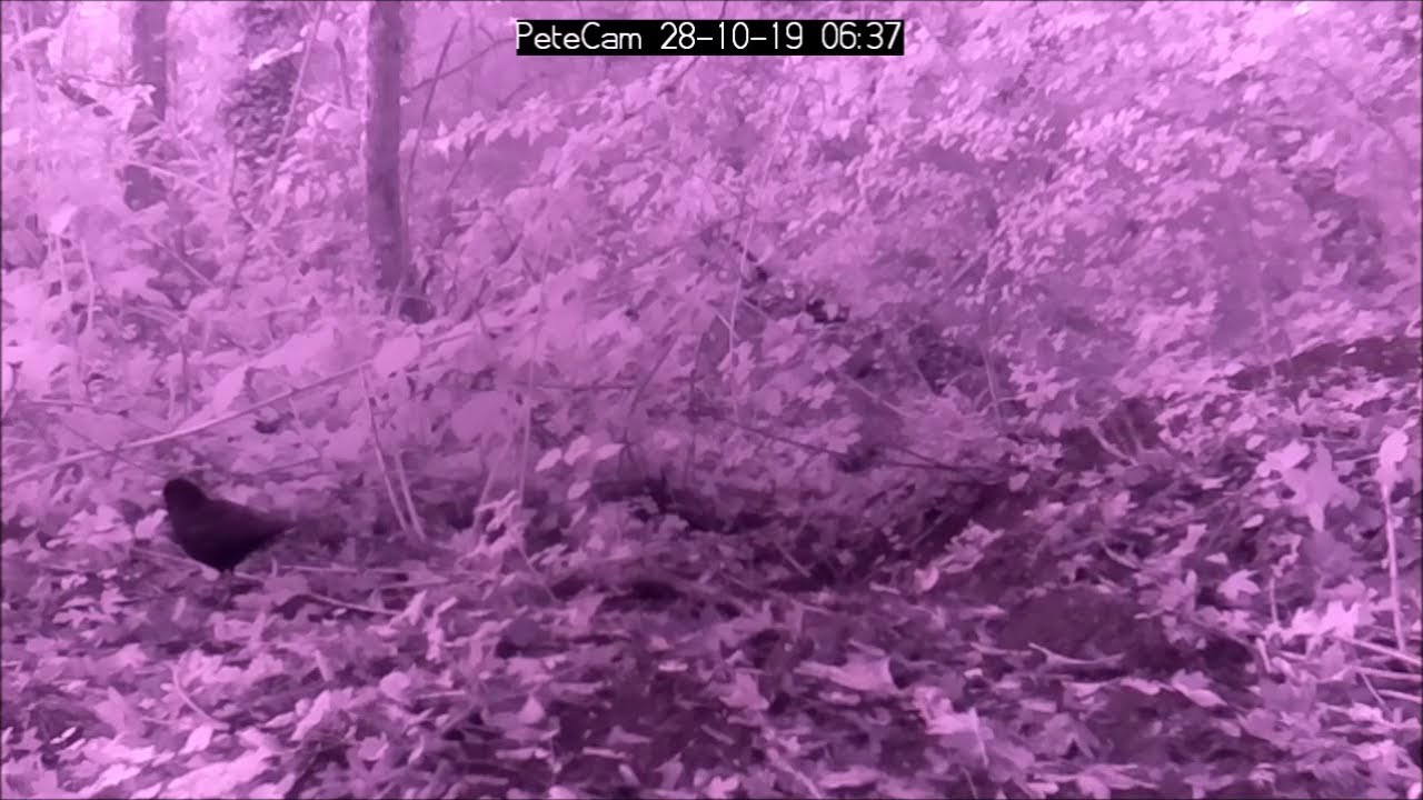 Raspberry Pi Zero Cam Day & Night with sound. - YouTube