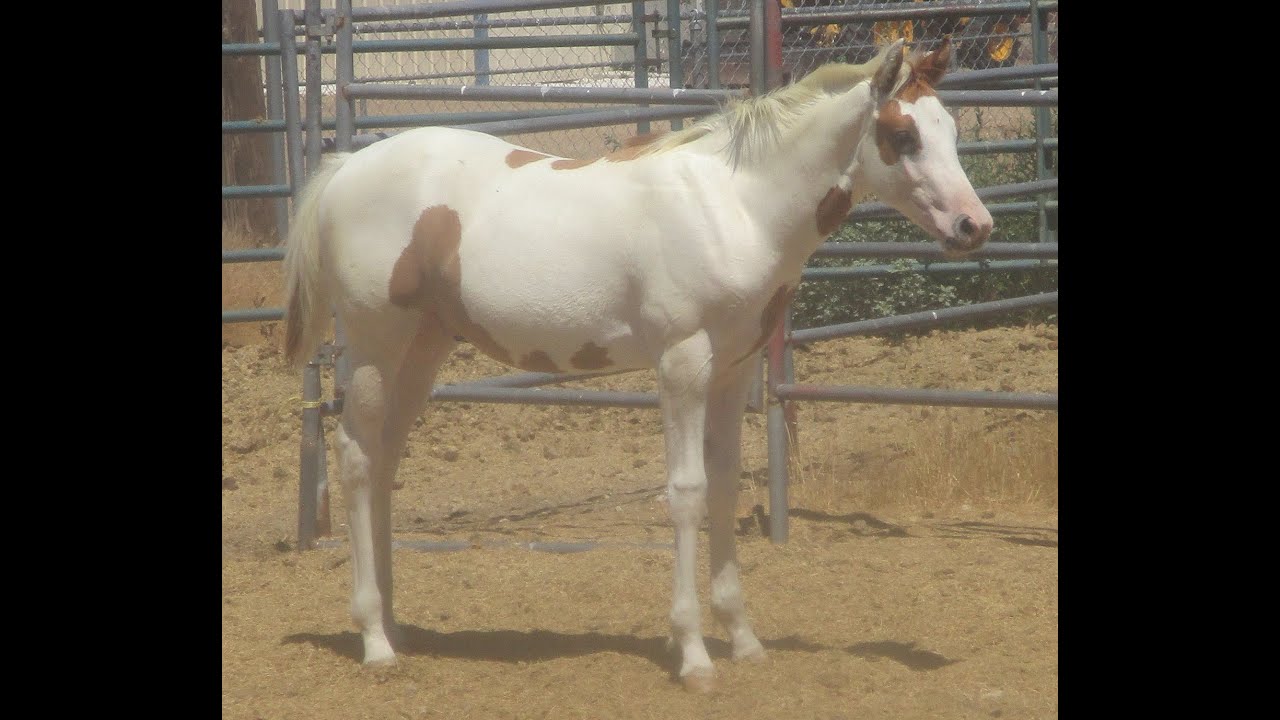 2023 5 MO OLD RED DUN OVERO COLT: FAST & VERY ATHLETIC. - YouTube