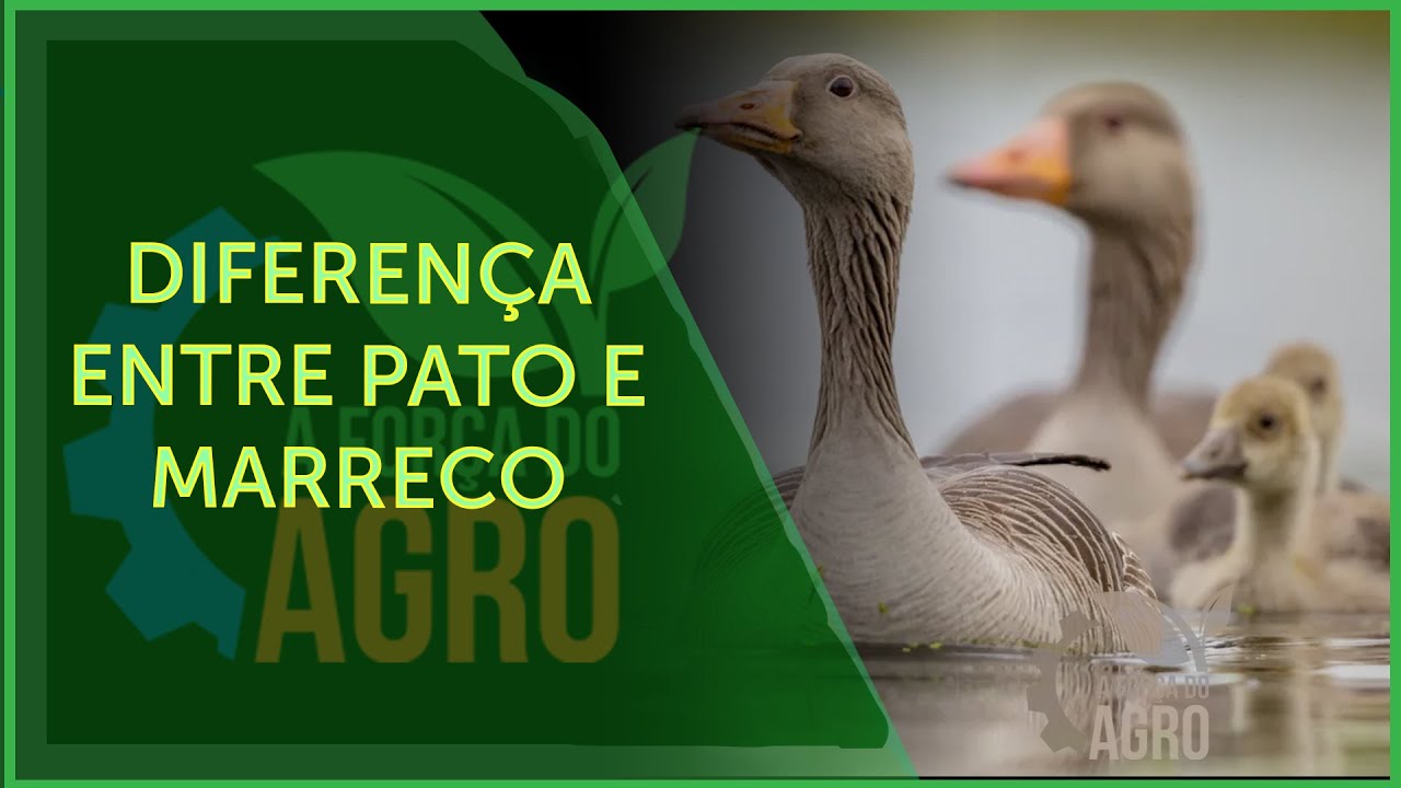 Pato Donald é o marreco mais conhecido do mundo - YouTube
