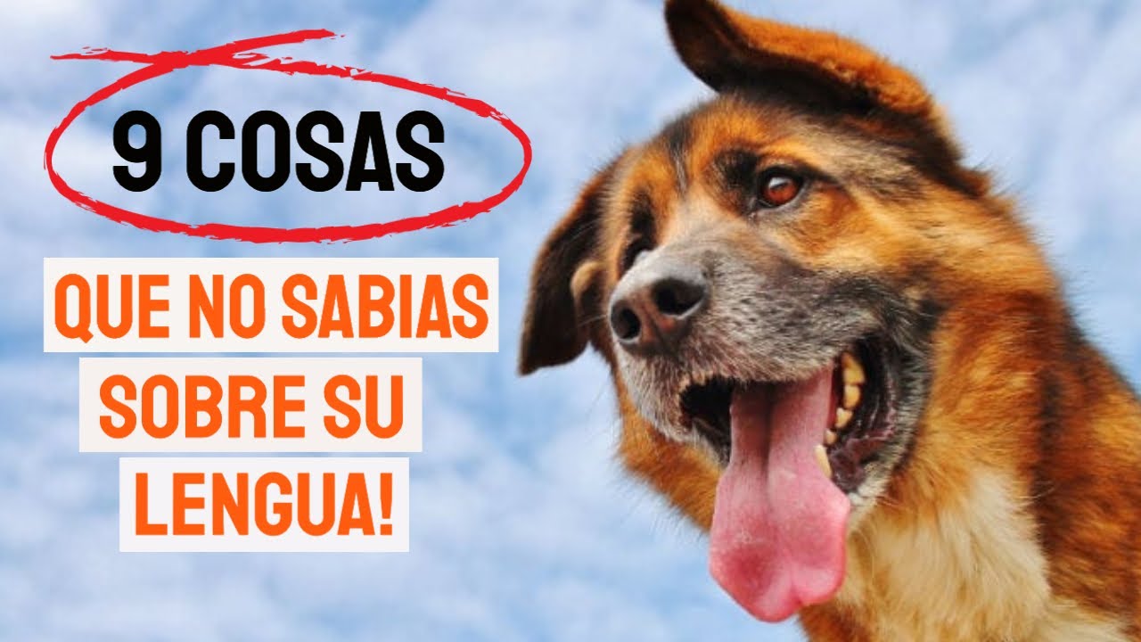 👅9 COSAS que no sabias sobre la LENGUA de tu PERRO - YouTube
