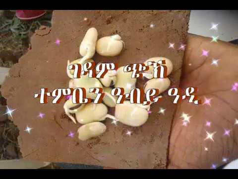 kinetibeb mezmur gedam chik tembien Abi Adi መዝሙር ኪነጥበብ በገዳም ተምቤን ዓብይ ዓዲ ...