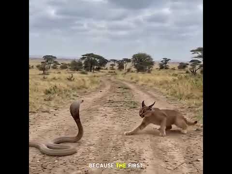 Scene of fierce fight between African wild cat and cobra snake 