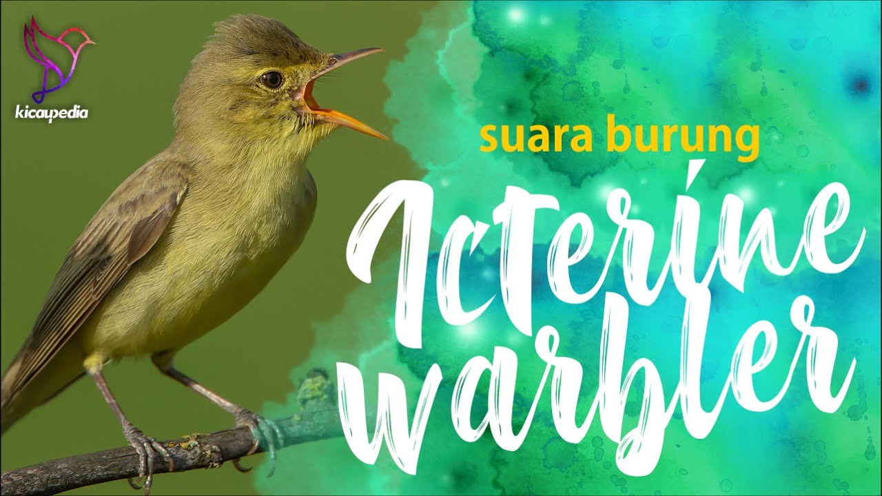 Masteran Icterine Warbler | Icterine Warbler gacor Suara Unik Cocok Untuk Masteran Burung Lomba ...