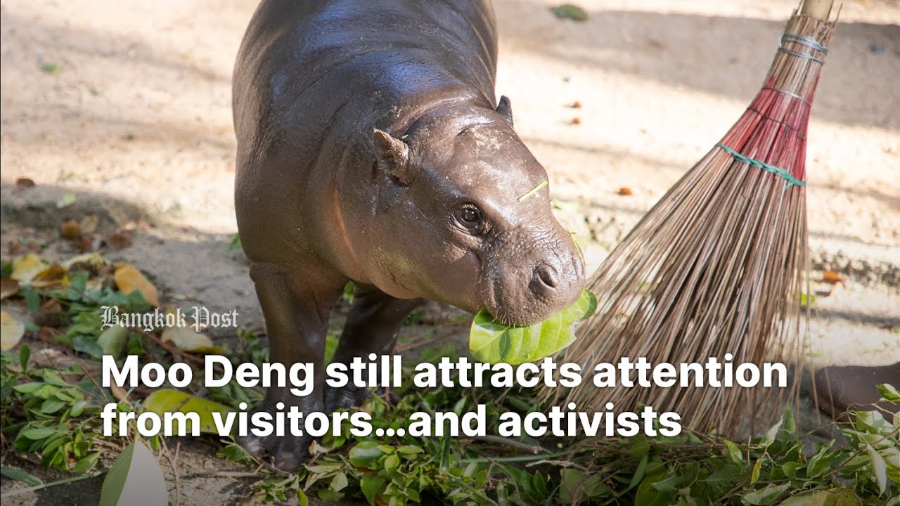 Moo Deng still attracts attention from visitors…and activists - YouTube