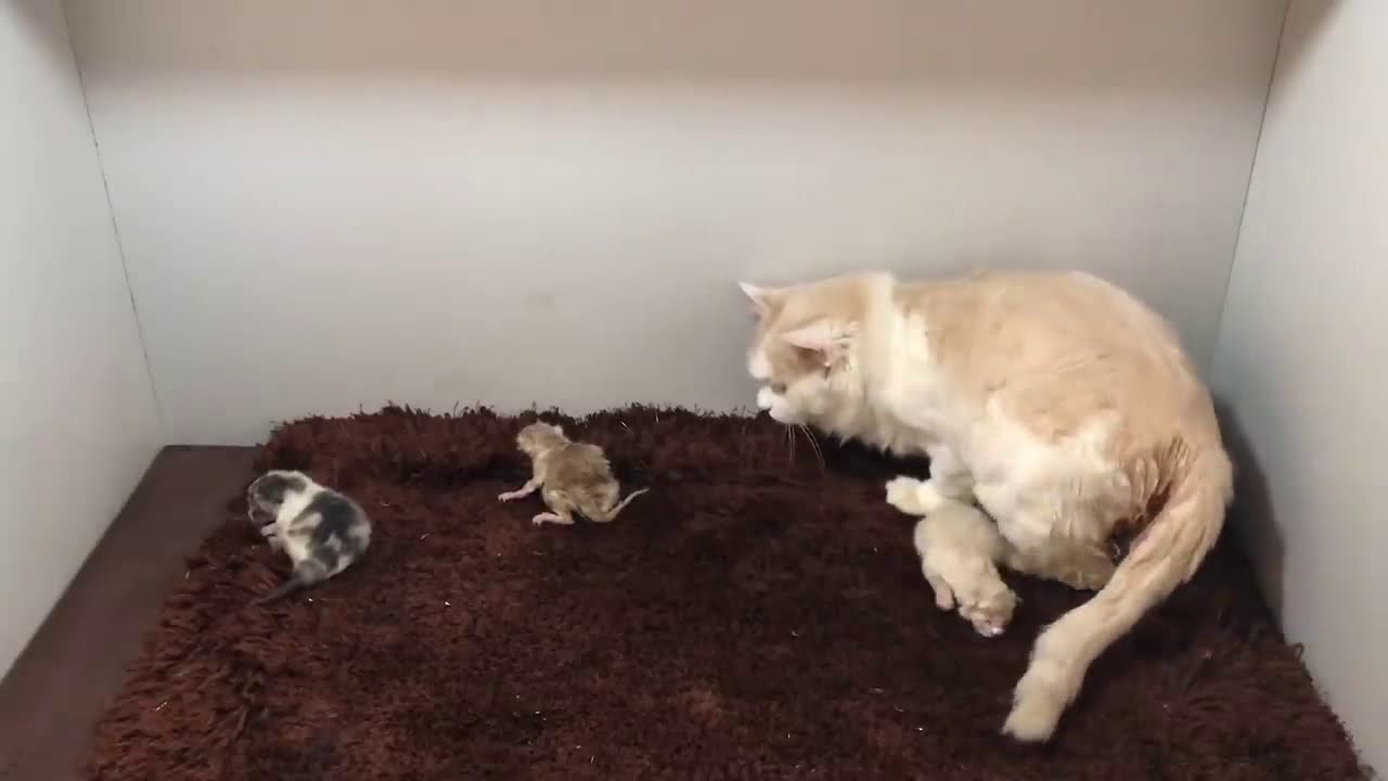 naissance de 6 chatons en meme temps - YouTube