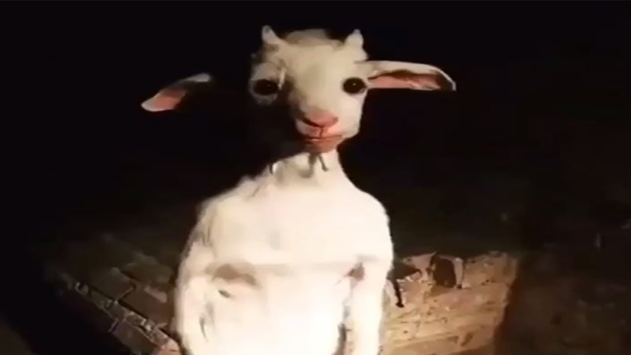 Top 5 goats - YouTube