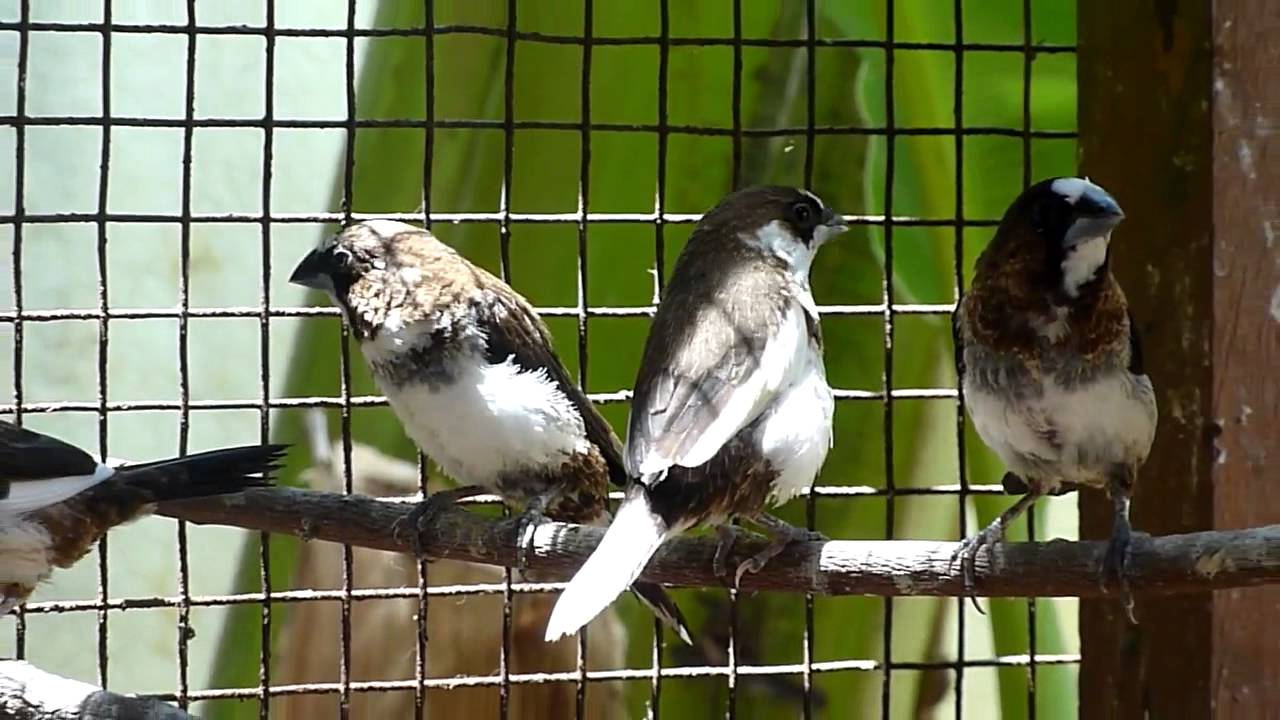 Society Finch Or Bengalese Color Mutations 2013 Youtube