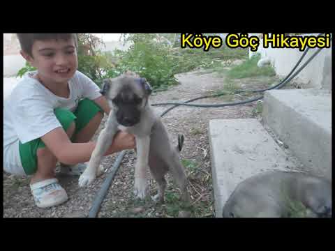 Bir Çift Saf Kangal Sahiplendik..VLOG 1.. ''Köye Göç Hikayesi''