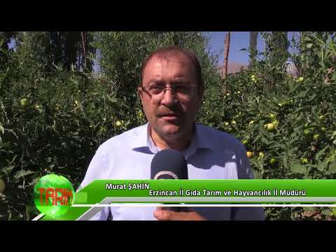 Çevre illere domates gönderiliyor
