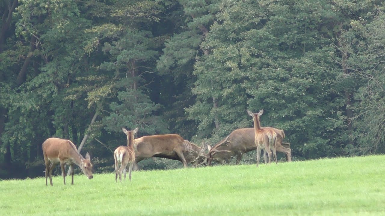 Holkham Red Deer Clash 01-10-2017 - YouTube