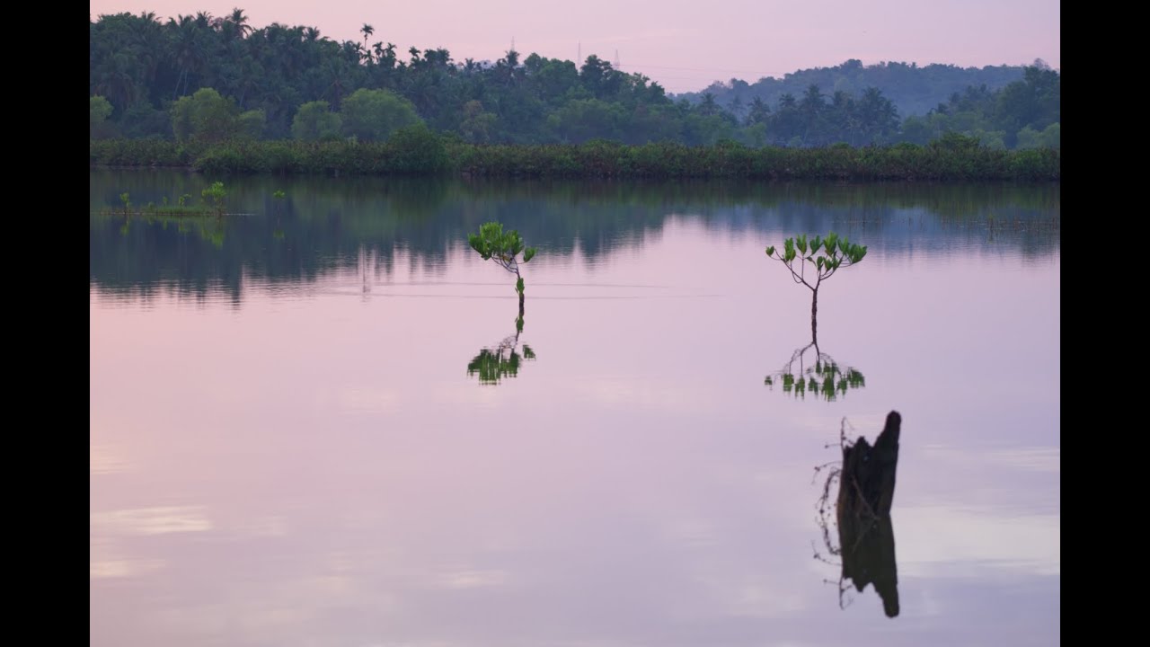 Munderi Bird Sanctuary, Kannur - YouTube