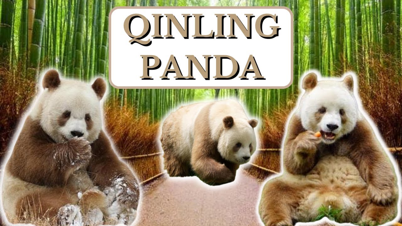 Get to know the Rare and Rascinating Qinling Pandas (Brown Pandas ...