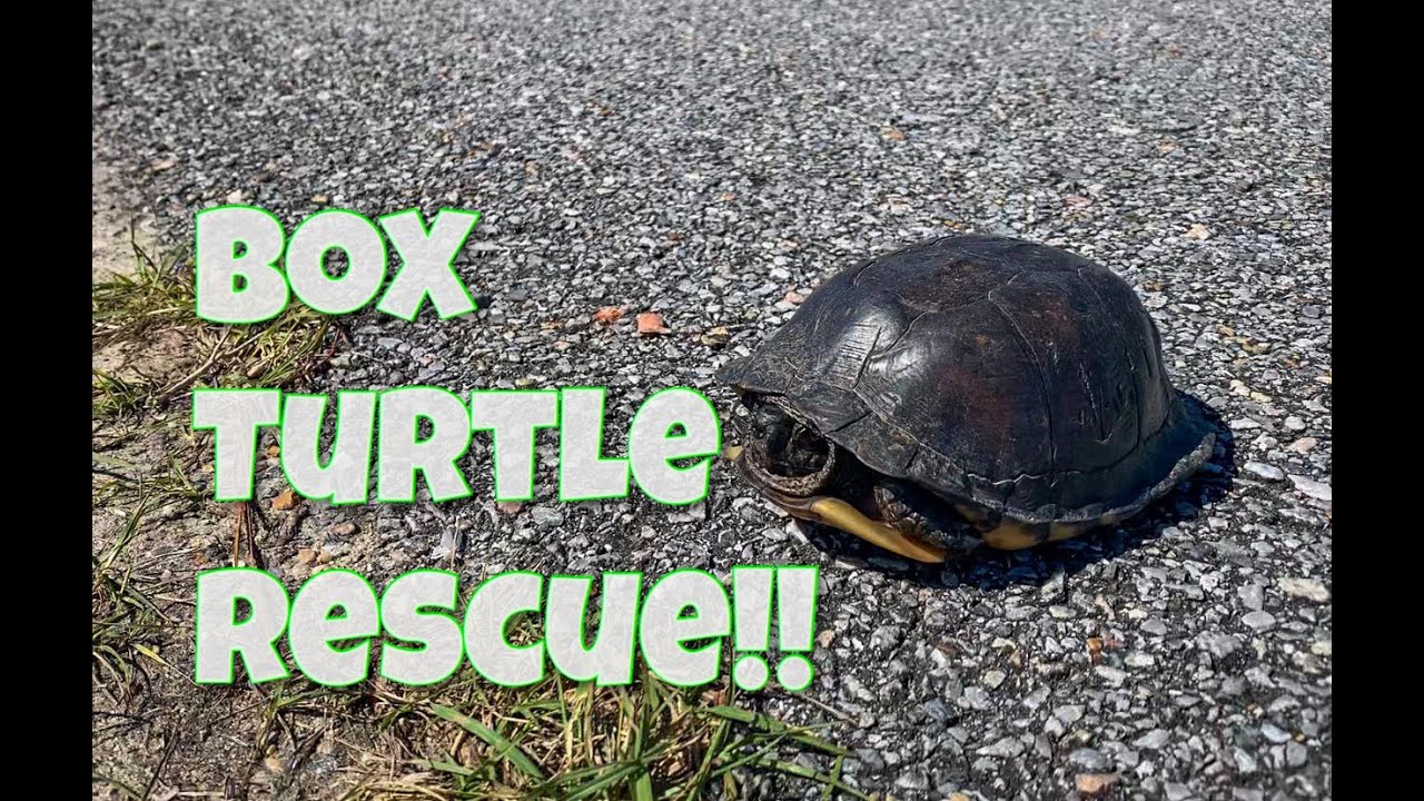 Box Turtle Road Rescue!! - YouTube