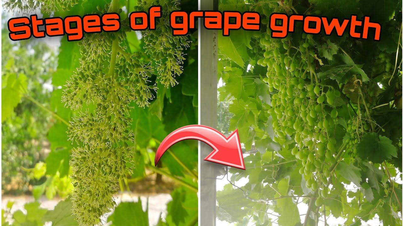 Grape growth stages / Grape cluster growth stages - YouTube