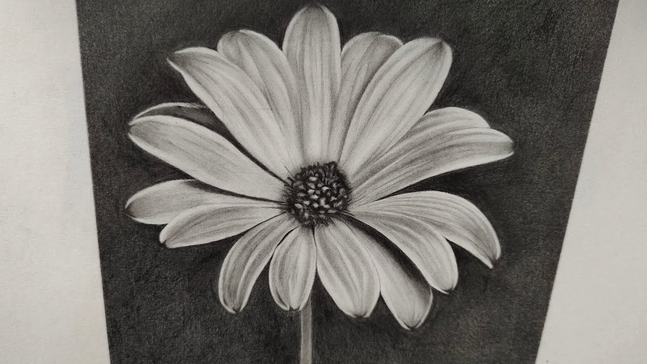 Realistic flower drawing ll time lapse - YouTube