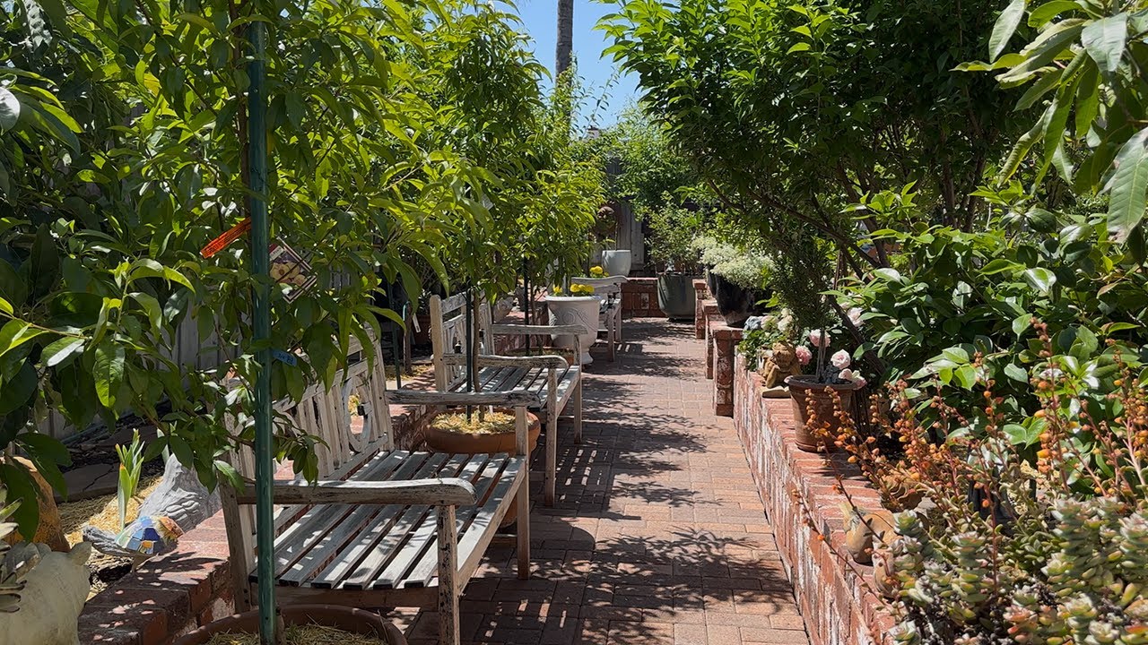 Transform Your Backyard into a Lush Fruit Forest - YouTube