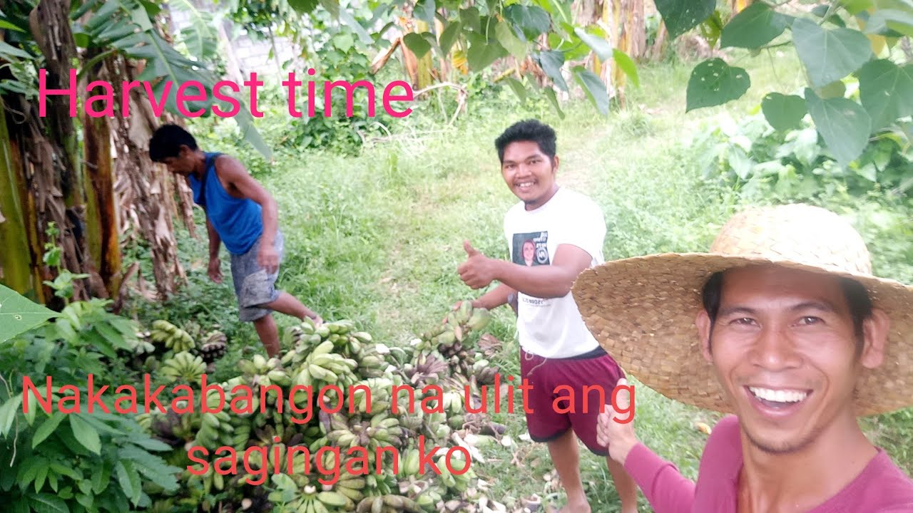 Nakakabangon na ulit ang sagingan ko|KaFarming vlogs|Oriental mindoro ...