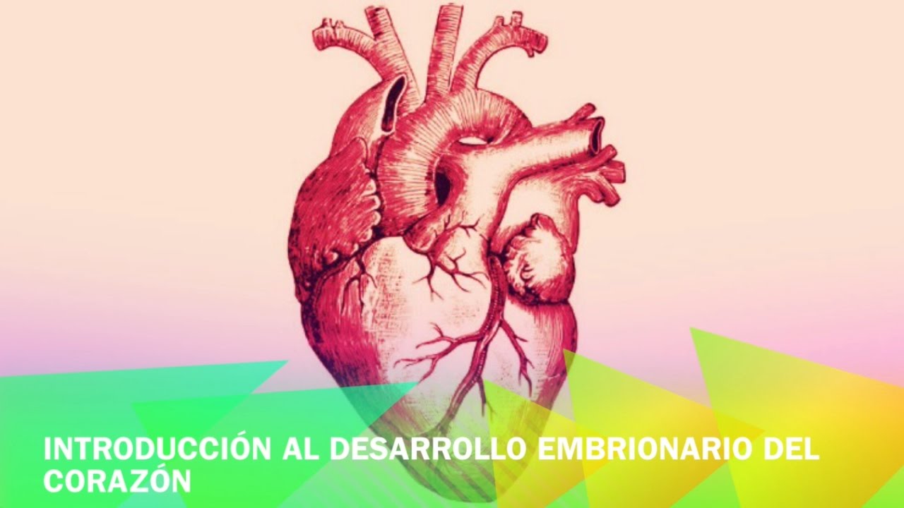 Introduccion al desarrollo embrionario del corazón - YouTube