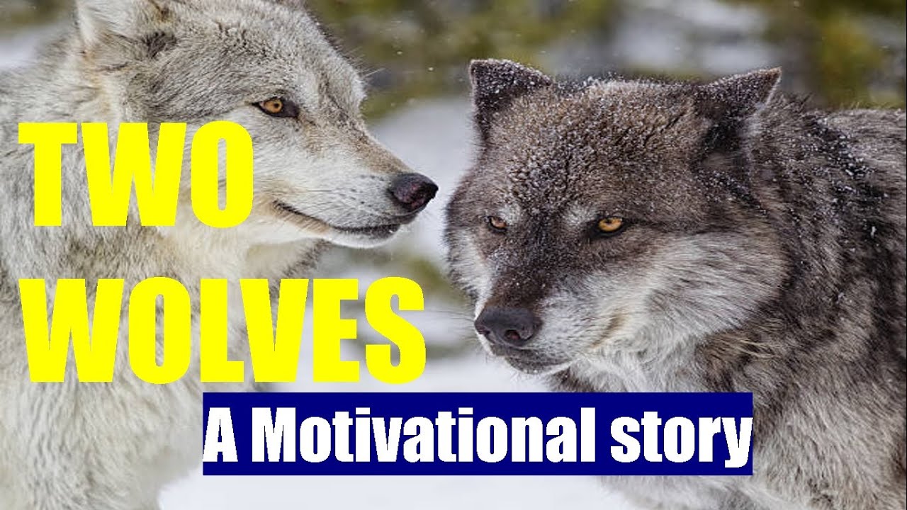 WHICH WOLF WOULD YOU FEED I CONFLICT OF TWO WOLVES WITHIN US I A ...