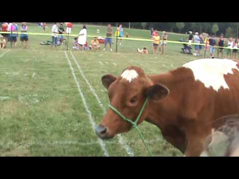 Cow Flop Bingo at Normandy Farms Campground - YouTube