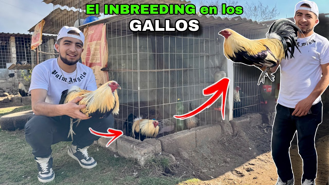 ¿Que es más efectivo Incubar o dejar que se eche la gallina? “Granja ...