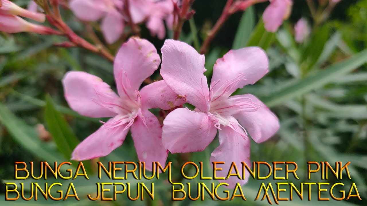 BUNGA NERIUM OLEANDER PINK | BUNGA JEPUN | BUNGA MENTEGA - YouTube