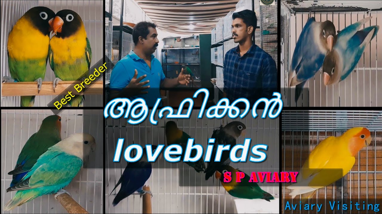 അടിപൊളി ആഫ്രിക്കൻ LoveBirds Aviary | SP Aviary | Raj Mohan | Kerala Vlogs Channel | Part-A ...