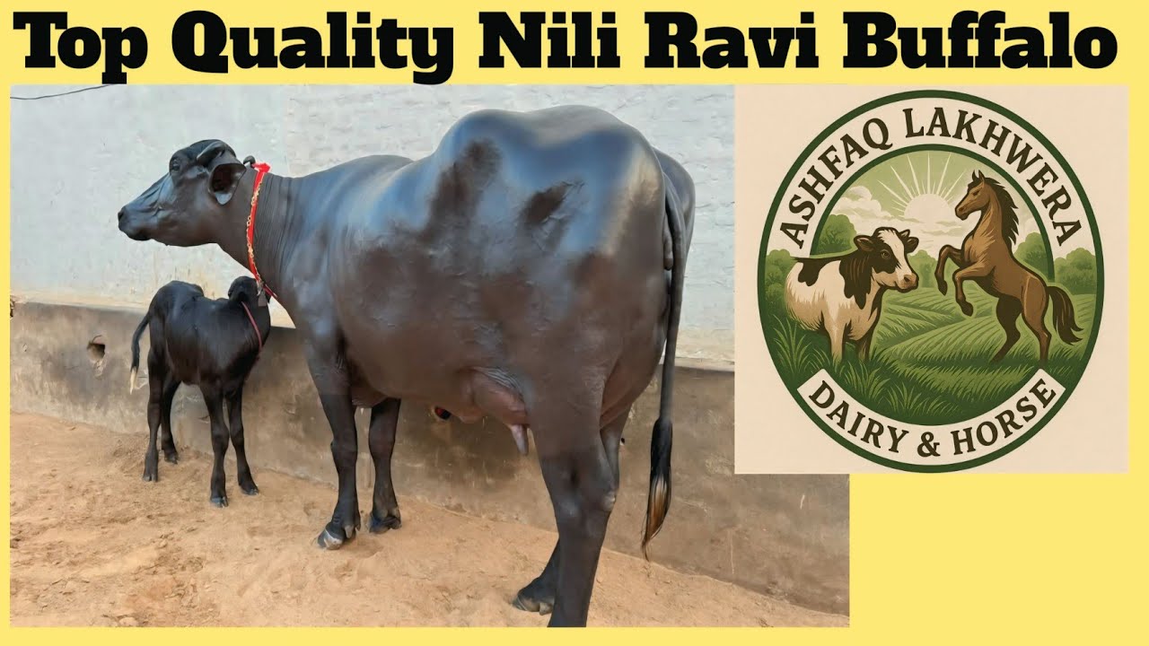 Nili Ravi buffalo for sale 2025 💚 Pure Nili Ravi Buffalo ️ #farming ...