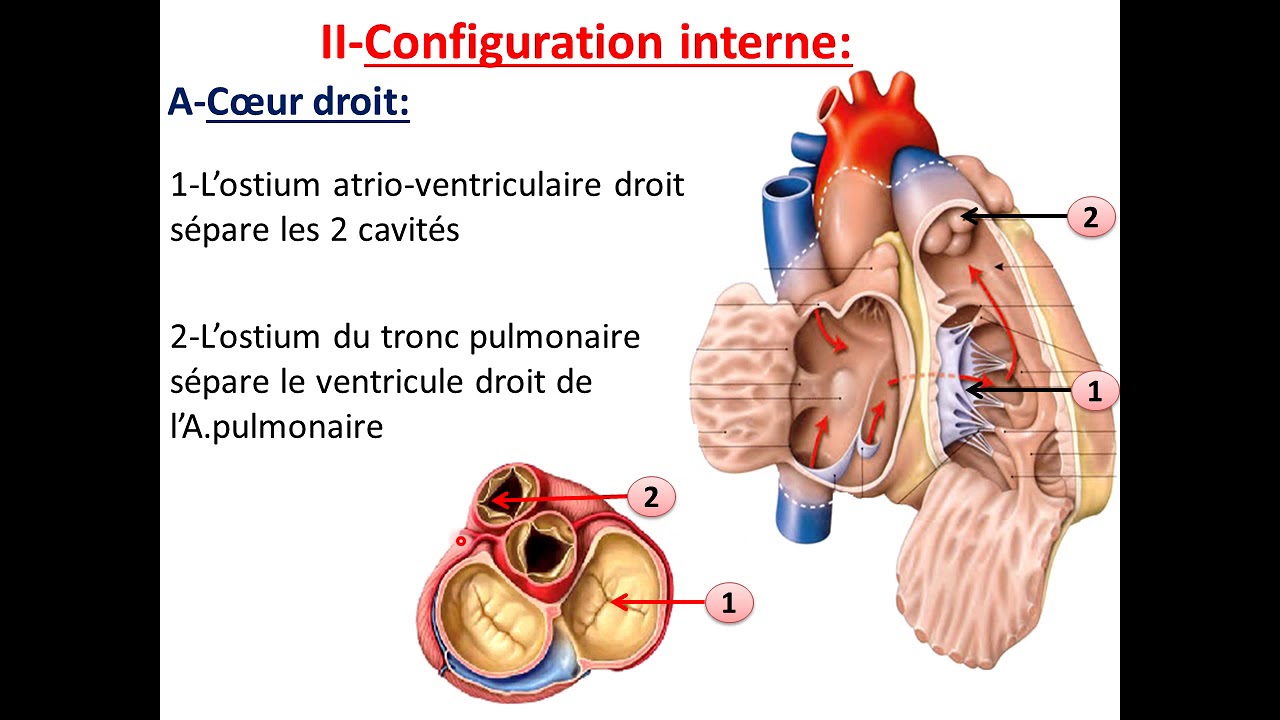 Configuration interne du coeur - YouTube