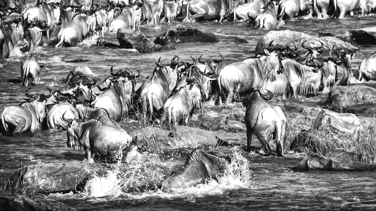 A Swim for Survival: Wildebeest Migration - YouTube