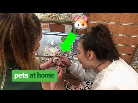 GETTING TWO HAMSTERS...on impulse