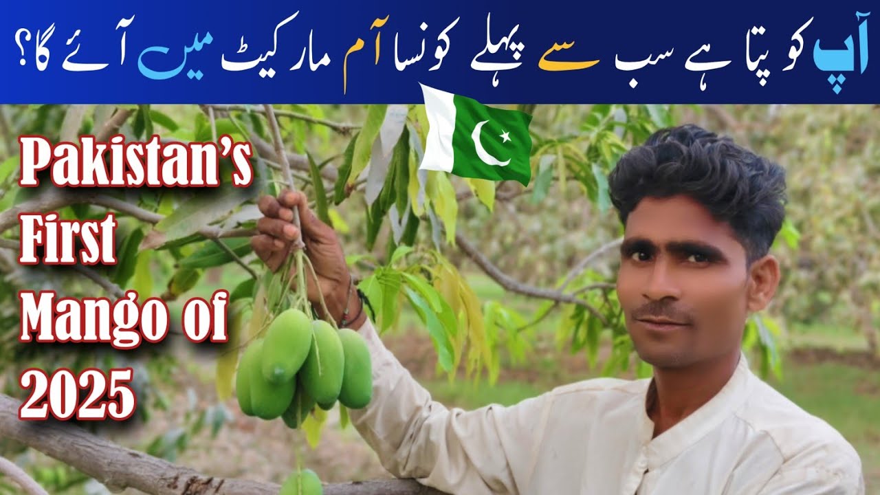 First pakistani mango of the season you won't believe which one | Water ...