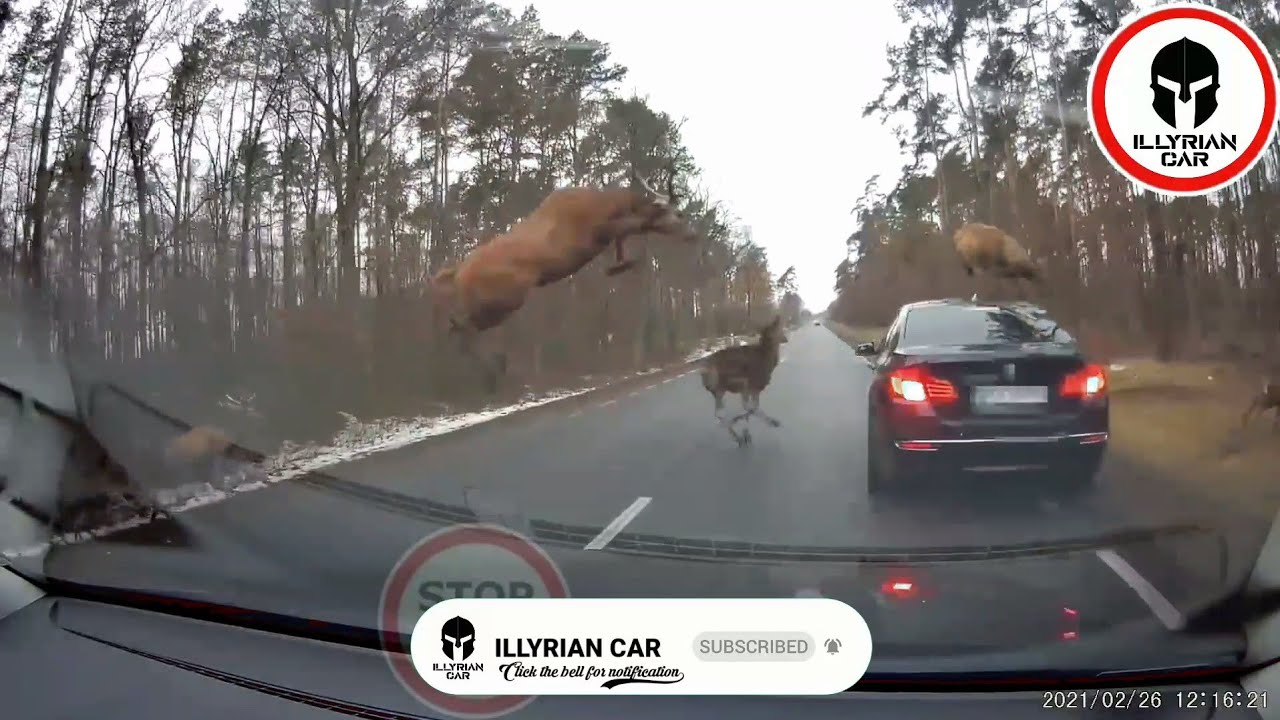 A herd of deer jumps on the BMW 5 Series - YouTube