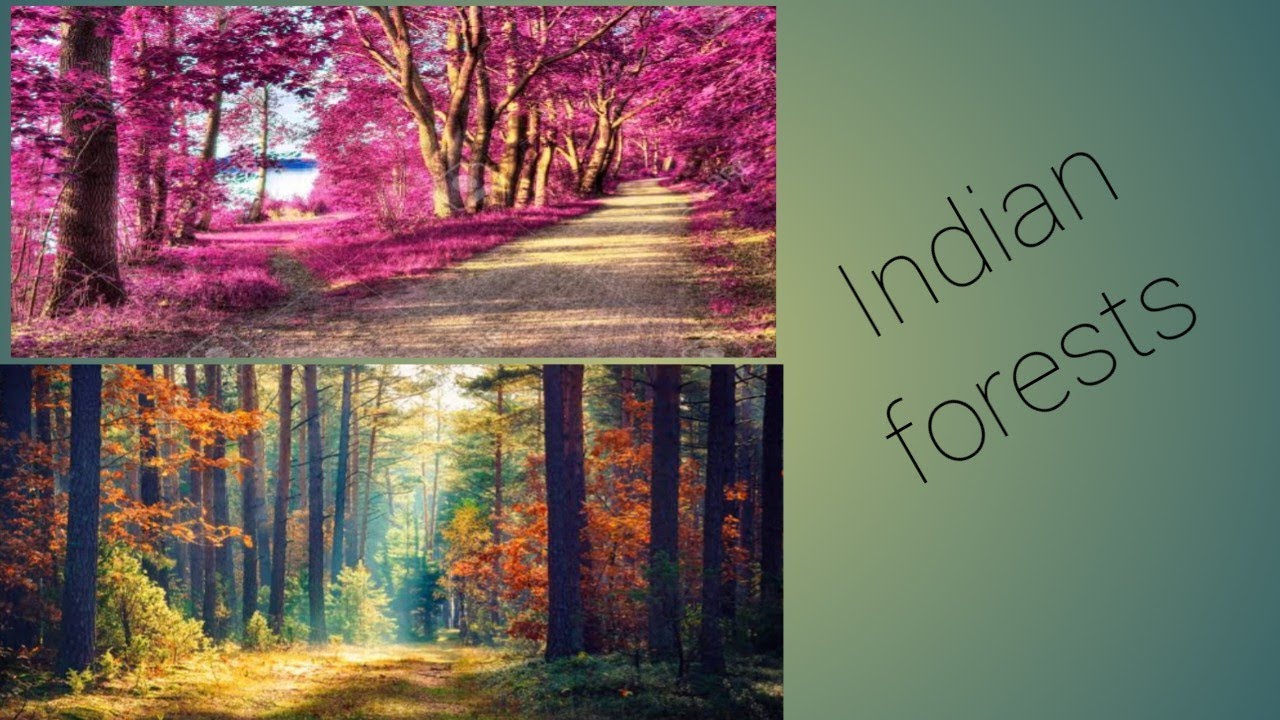 Indian forests # प्राकृतिक वन🌲🎄🌴🌵#studywithme - YouTube
